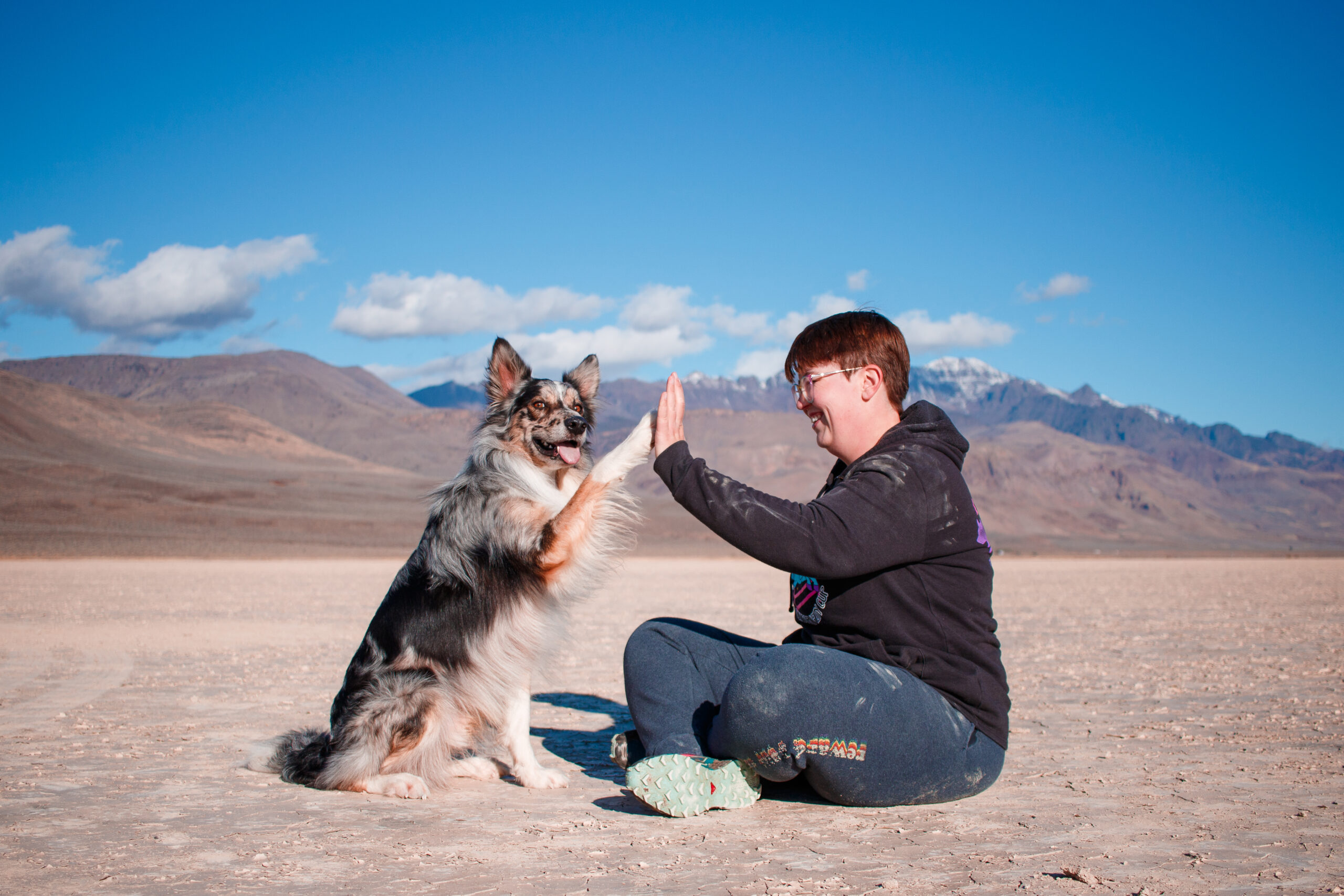 AKC Title testing (Trick Dog and Virtual Home Manners) | Dog Defined