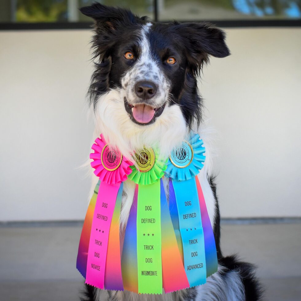 AKC Title Testing Dog Defined akc-title-testing-dog-defined
